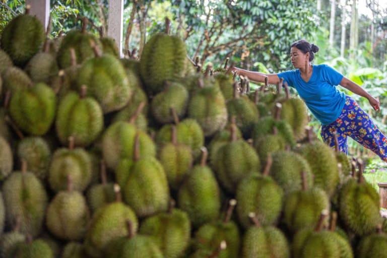 Economic Watch: Durian Sales Surge In China As Demand Soars - zhsailing